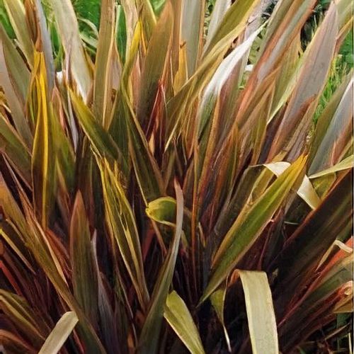 brown phormium