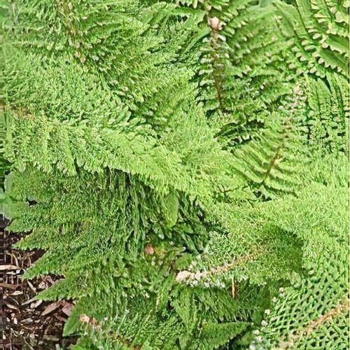 polystichum setiferum