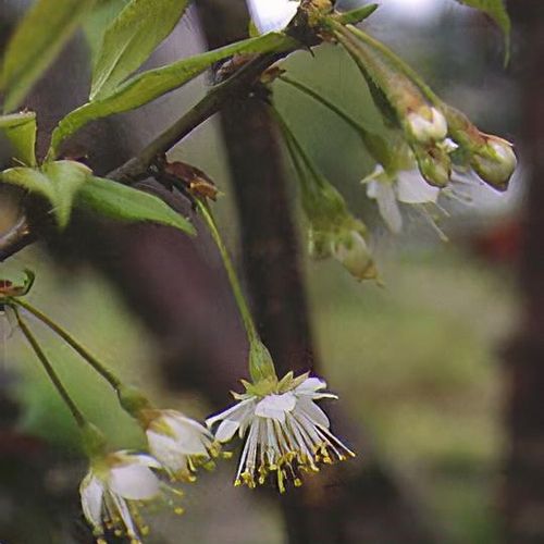 prunus serrula