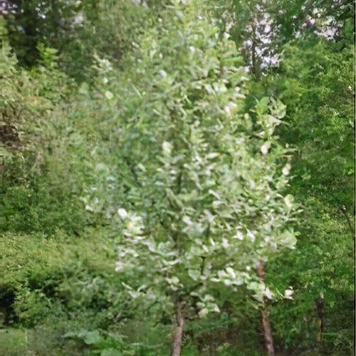 dwarf whitebeam