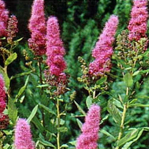 spirea pruning uk