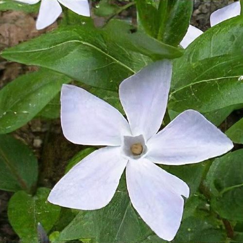vinca difformis