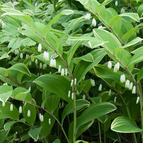 polygonatum multiflorum nz