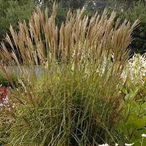 miscanthus sinensis strictus pruning