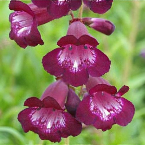 penstemon plum