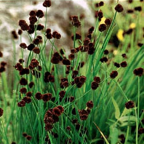 juncus ensifolius dagger leaf rush