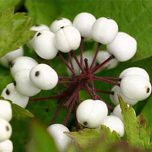 actaea rubra