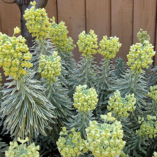 euphorbia tasmanian