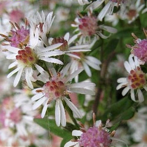 aster lateriflorus 'horizontalis