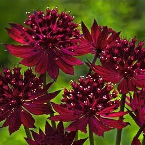 red astrantia