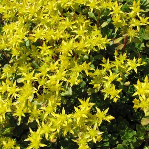 sedum immergrunchen