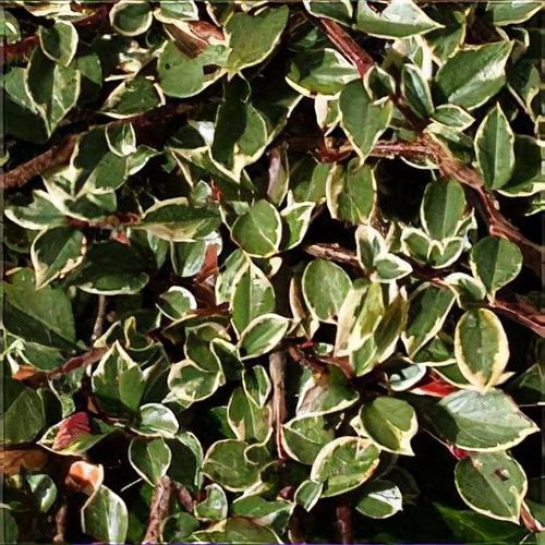 variegated cotoneaster horizontalis