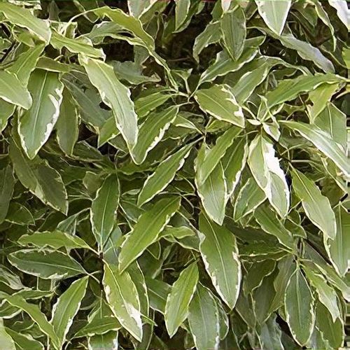 pittosporum variegated tarata
