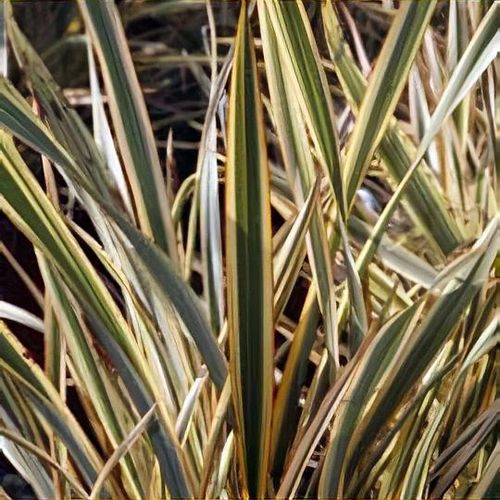 brown phormium