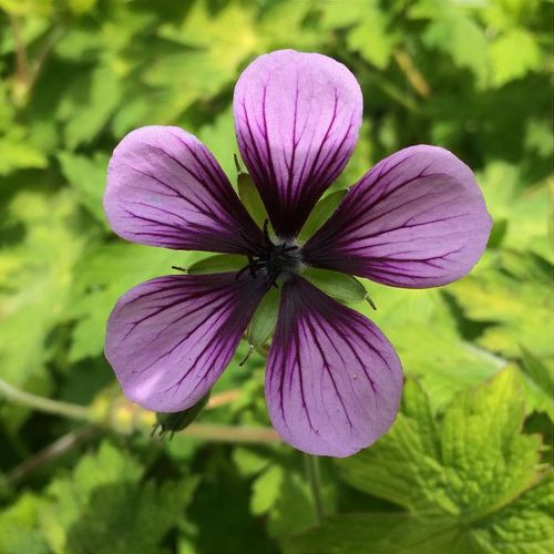 salome geranium
