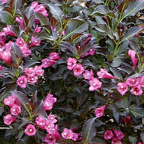 weigela ruby