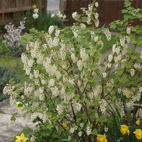 white flowered currant