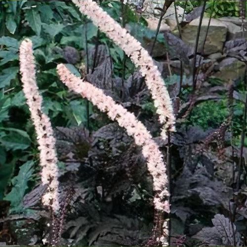 actaea simplex james compton