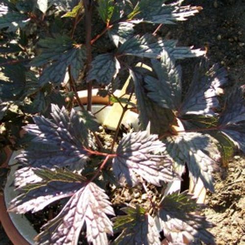 actaea simplex james compton