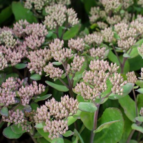 sedum robustum ruby glow