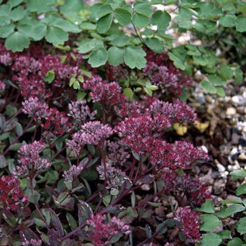 sedum spectabile ruby glow