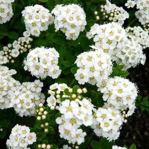 spiraea nipponica pruning