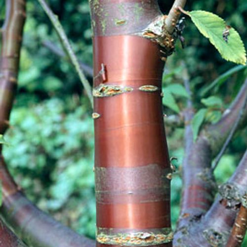 cherry tree with red bark