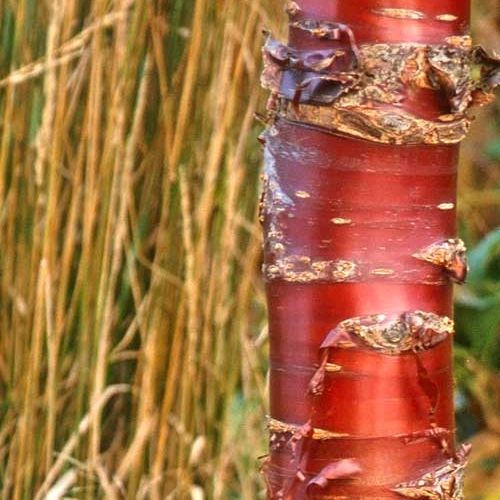 red bark cherry