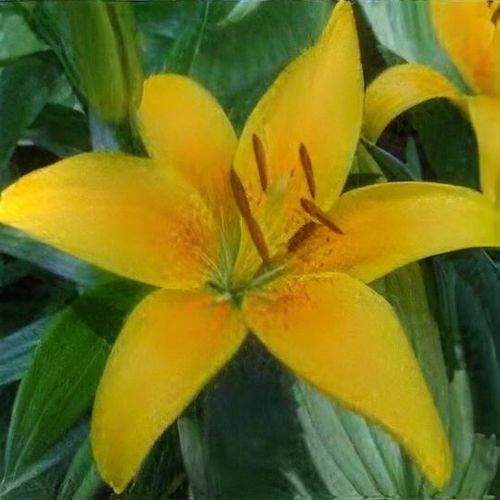 tiny bee asiatic lily