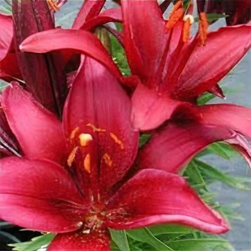 tiny ghost asian lily