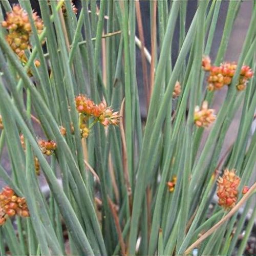 juncus patens size