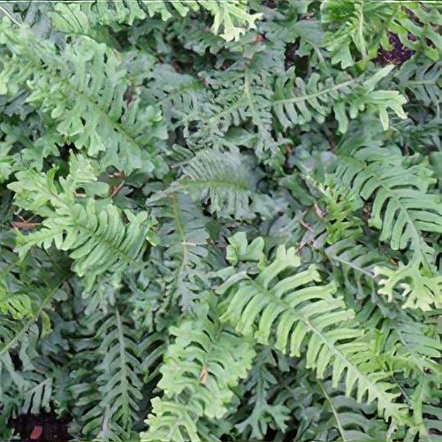 polypodium vulgare l