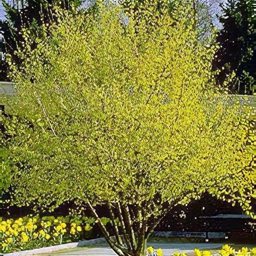 cornus mas multi stem