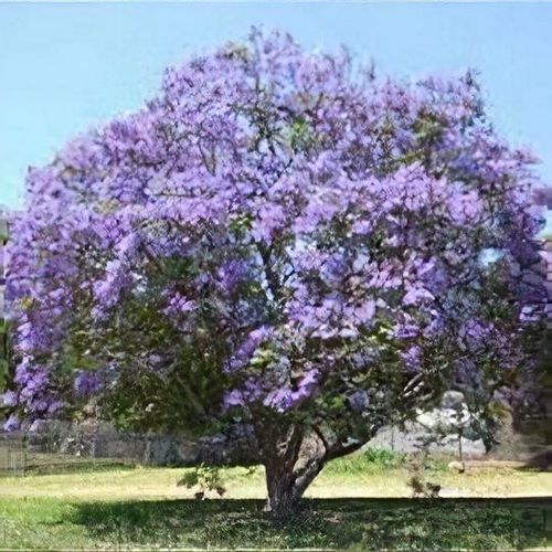 jacaranda tree garden