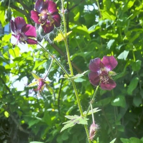 mourning widow geranium