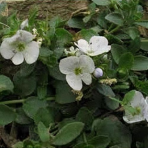 veronica repens native