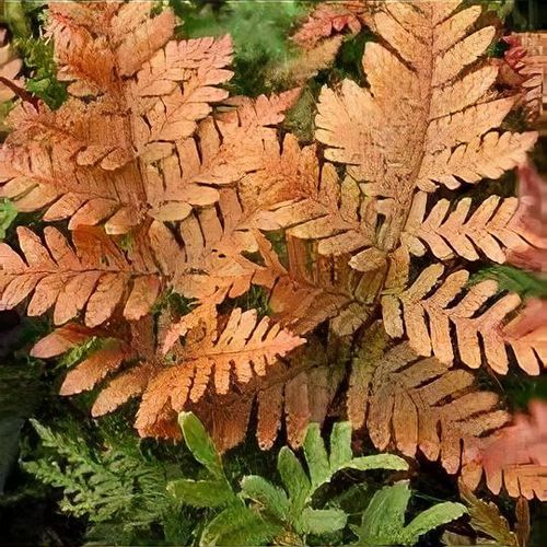 dryopteris x complexa