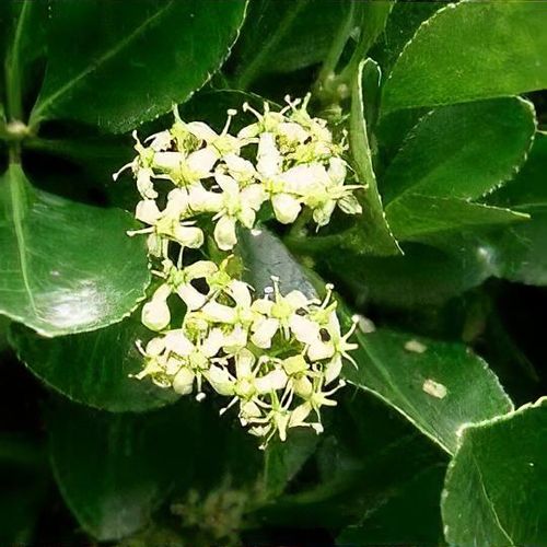 euonymus flowers