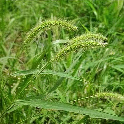setaria splenda