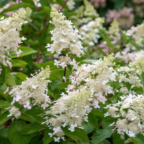 hydrangea paniculata early harry