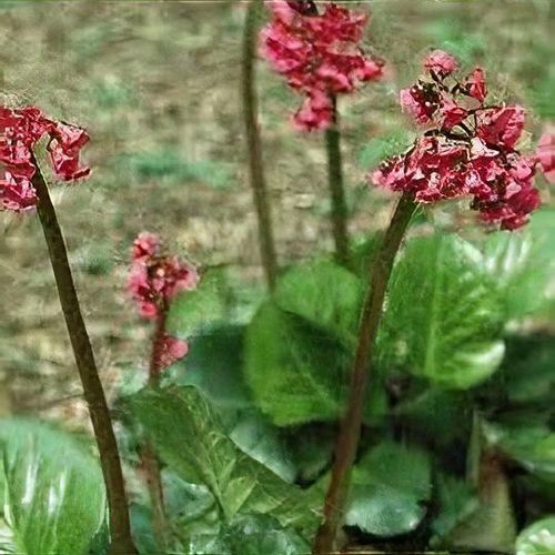 redleaf bergenia