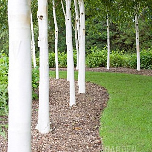 birch silver shadow