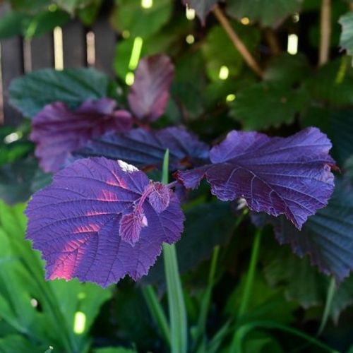 purple leaf hazelnut tree