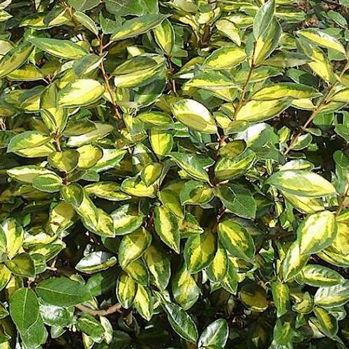 elaeagnus ebbingei compacta