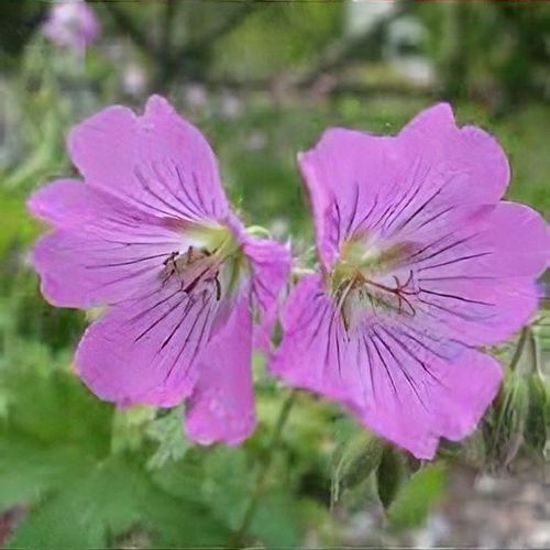 geranium 'sirak'