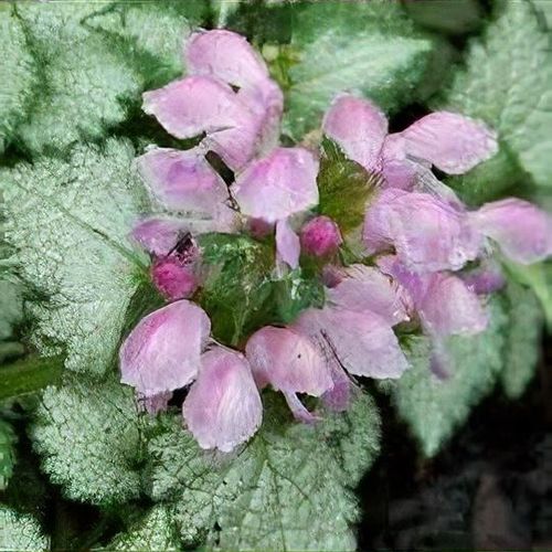 lamium chablis