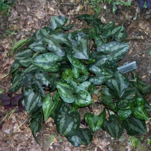 asarum splendens native range