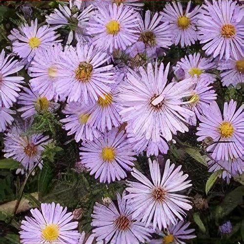 aster laevis arcturus