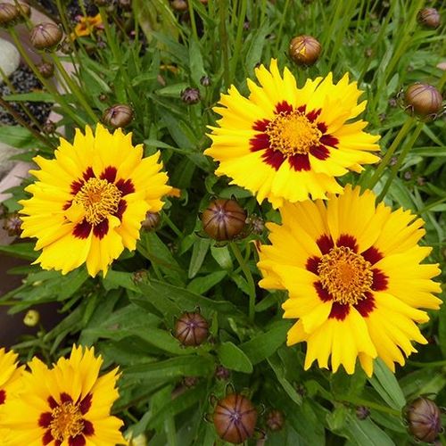 coreopsis sunfire uk
