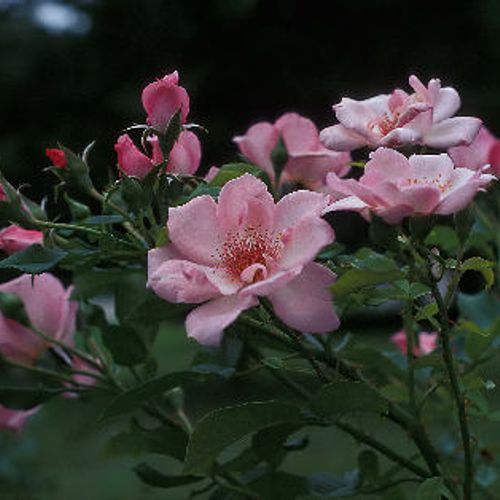 amelia rose condition